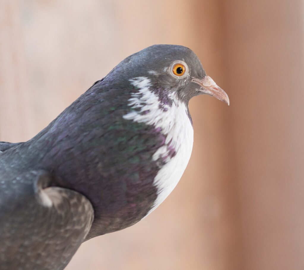 Fancy birds | The Times